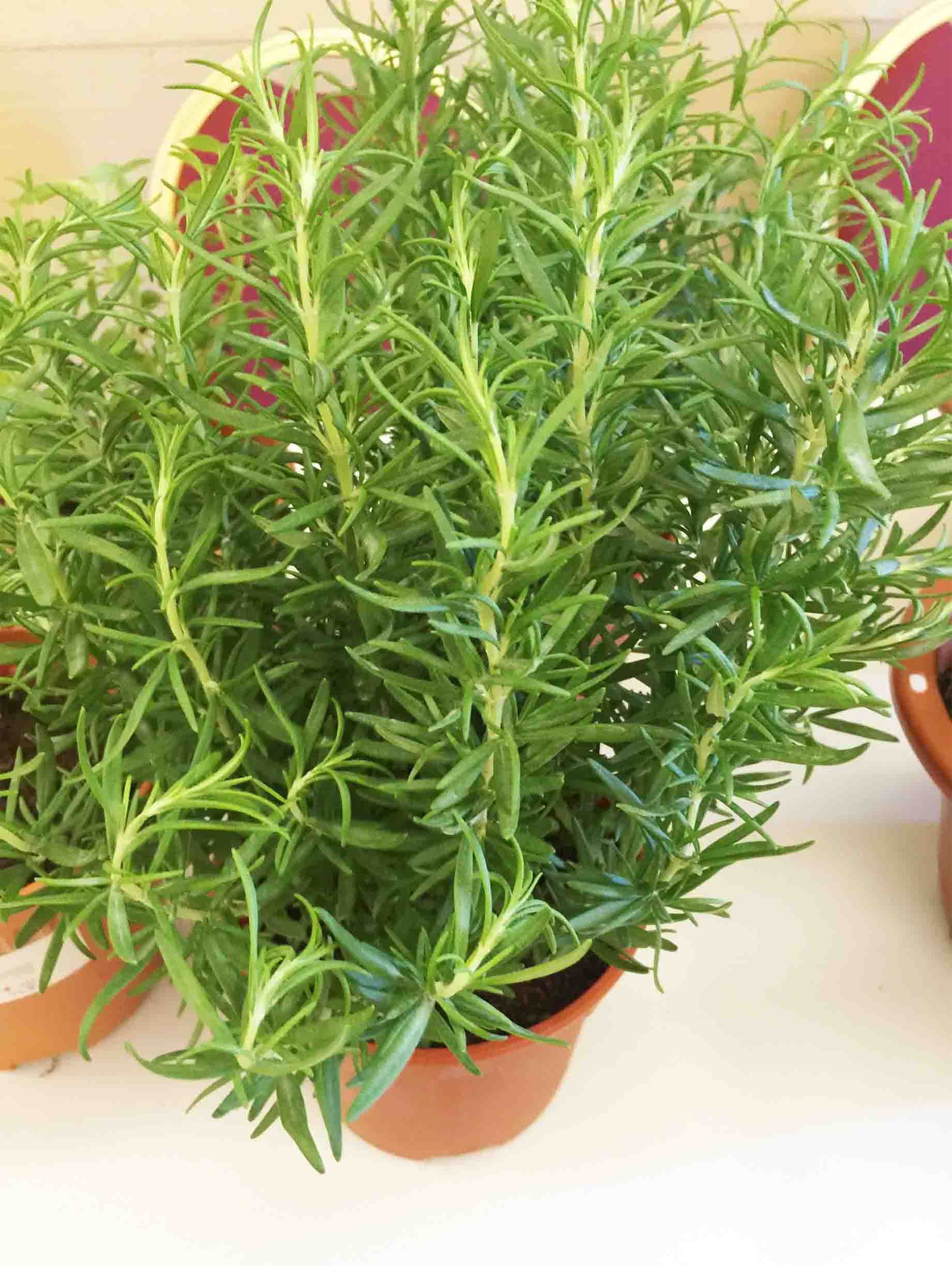 Grow Your Own Organic Herbs Spices 2 5Hrs Gardens With Purpose